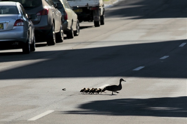 Ducking through the traffic | Illawarra Mercury | Wollongong, NSW