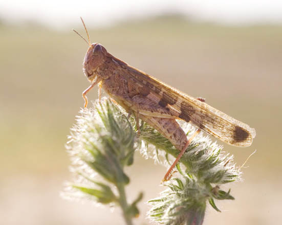 Locusts thrive in ideal conditions | Central Western Daily | Orange, NSW