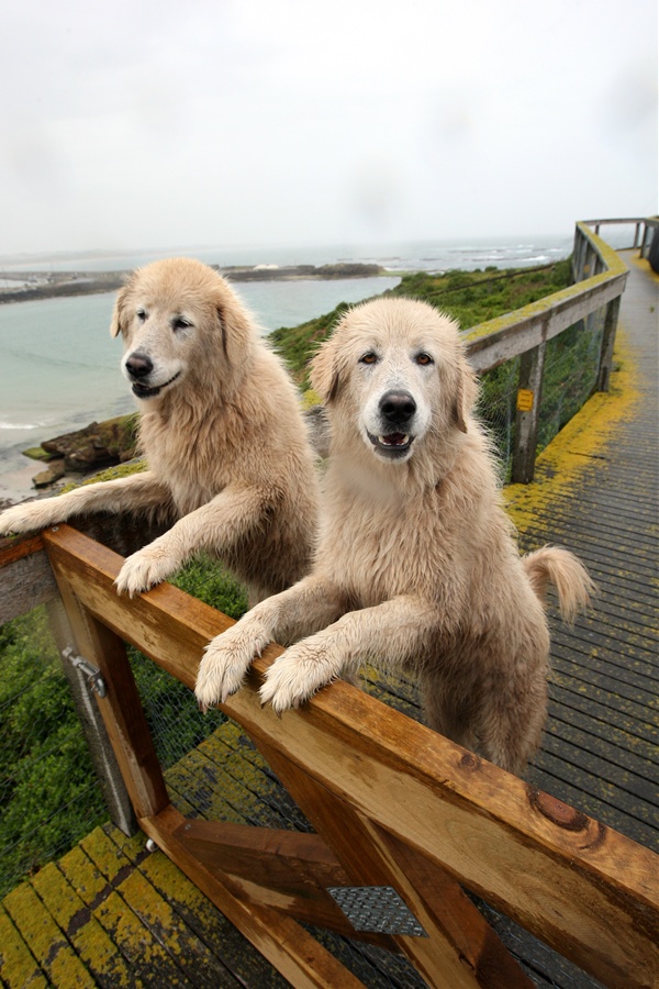 Penguins hatch a record chick count | The Standard | Warrnambool, VIC