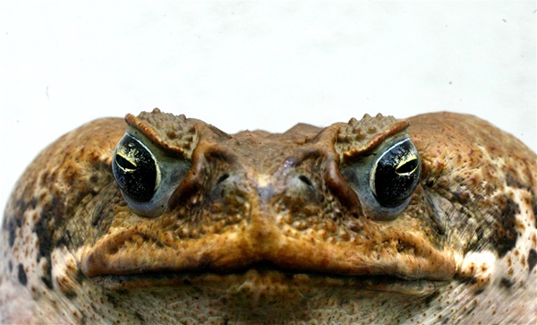 Cane toad discovered in Wollongong | Illawarra Mercury | Wollongong, NSW
