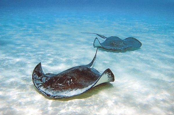 South Coast swimmers stung by stingrays | Illawarra Mercury ...