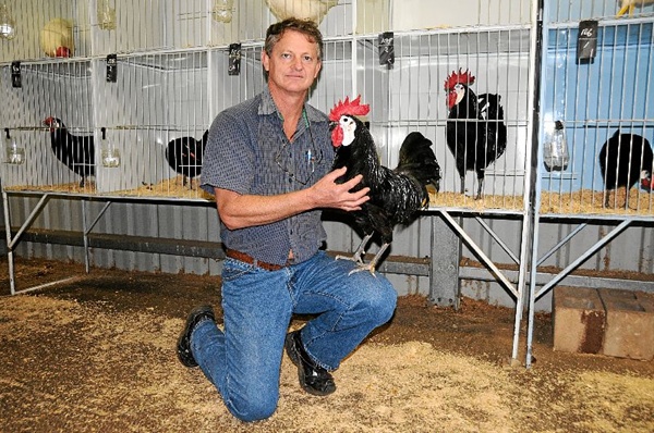 Fowl time at poultry club show | Daily Liberal | Dubbo, NSW