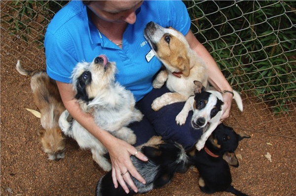 RSPCA open day highlights pets in our community | Daily Liberal | Dubbo ...