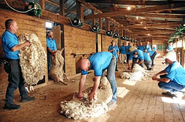 15,000 to Tocumwal Shearing of Rams re-enactment | The Border Mail ...