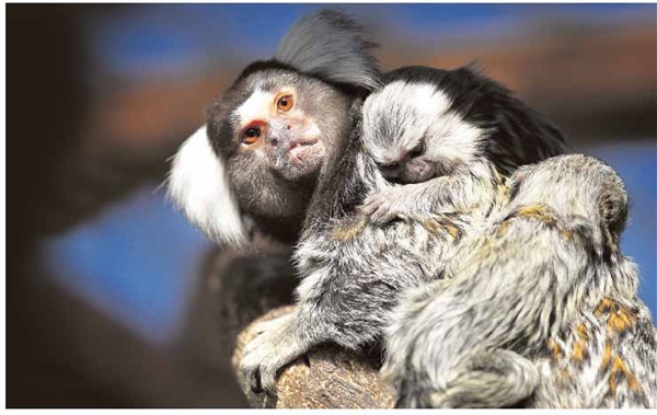 Lulu and Smokey proud parents of two baby marmosets | Illawarra Mercury ...