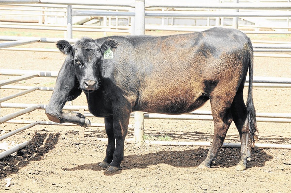 Unusual sight on offer at Dubbo saleyards | Daily Liberal | Dubbo, NSW